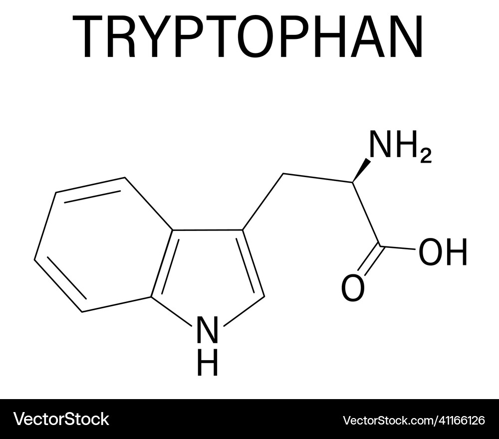 Tryptophan amino acid molecule skeletal formula Vector Image