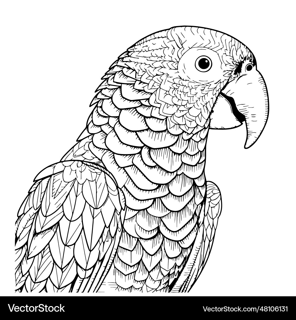 Beautiful parrot face hand drawn sketch bird Vector Image
