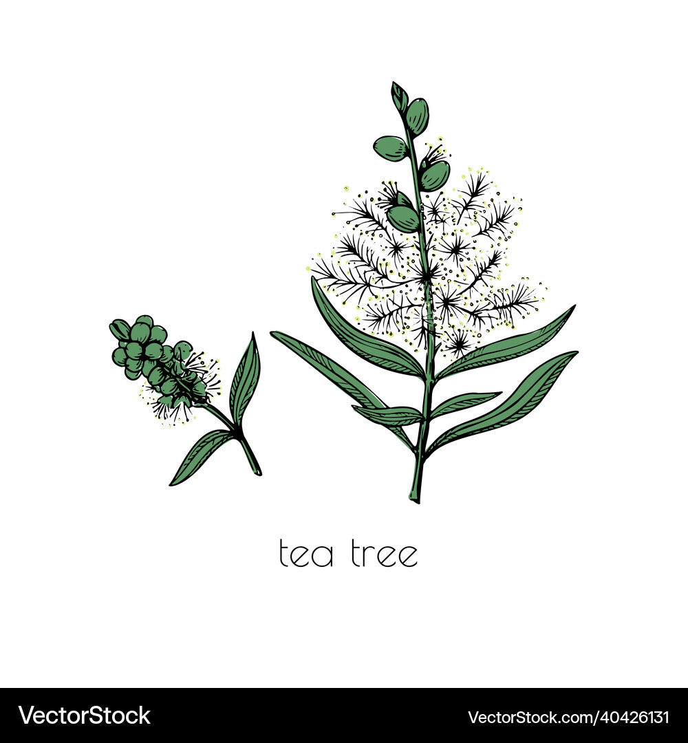 Tea tree sketch in vintage style nature Royalty Free Vector
