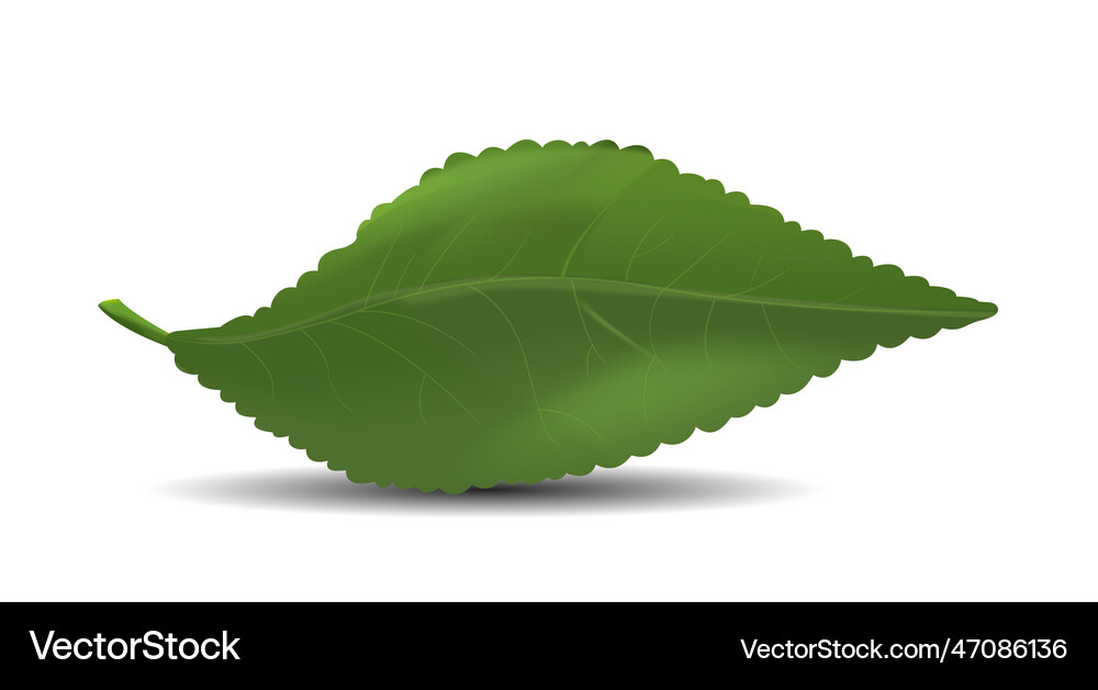 Eco leaf concept Royalty Free Vector Image - VectorStock