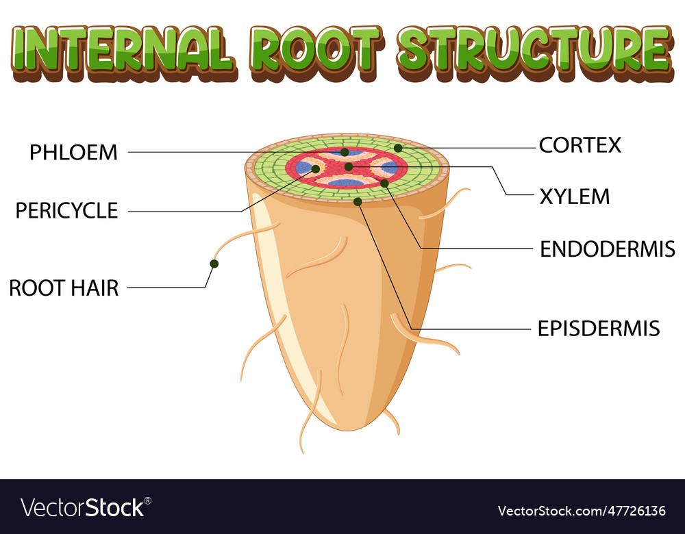 Internal structure of root diagram Royalty Free Vector Image