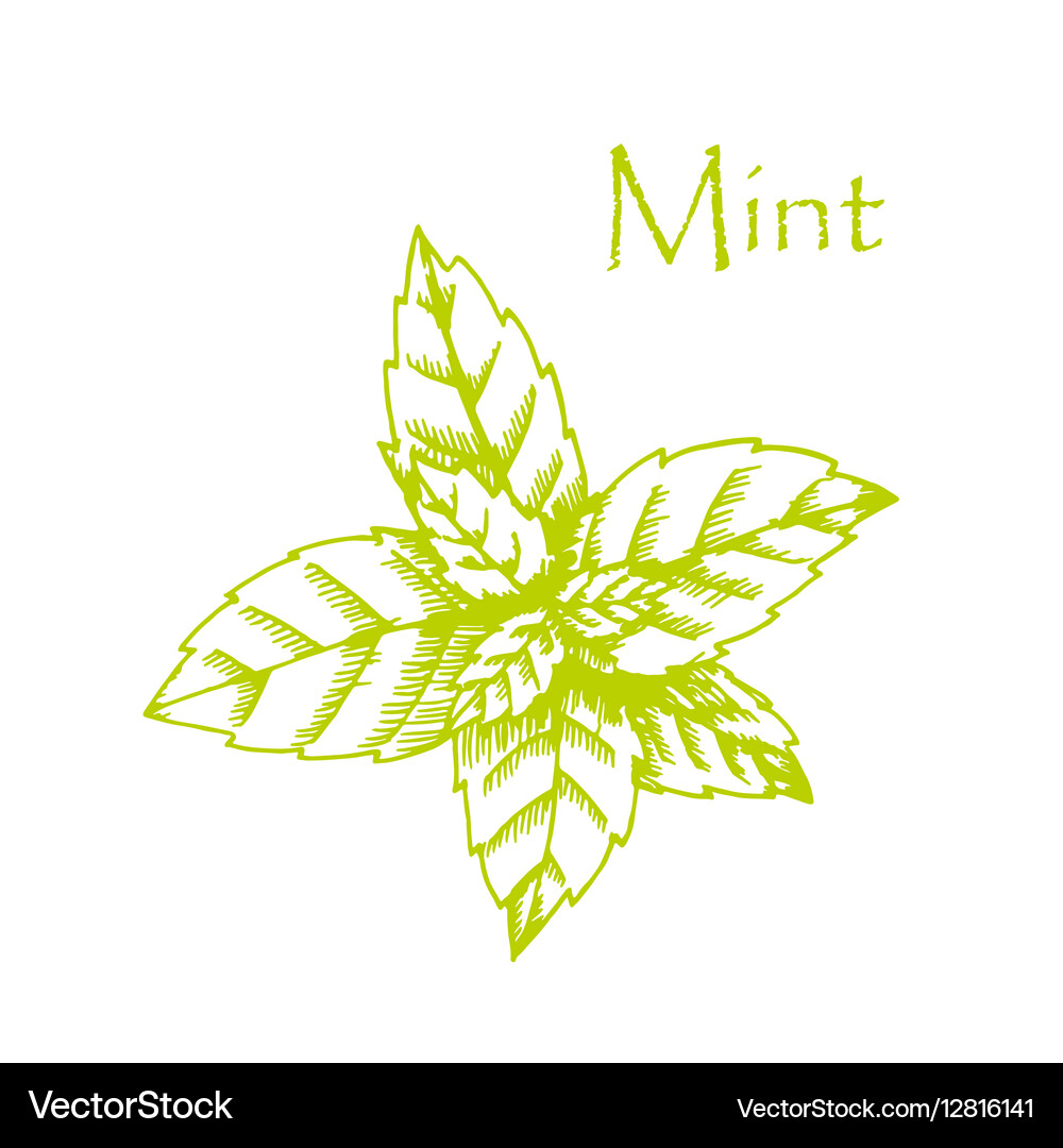 Hand drawn mint branch with leaves isolated Vector Image