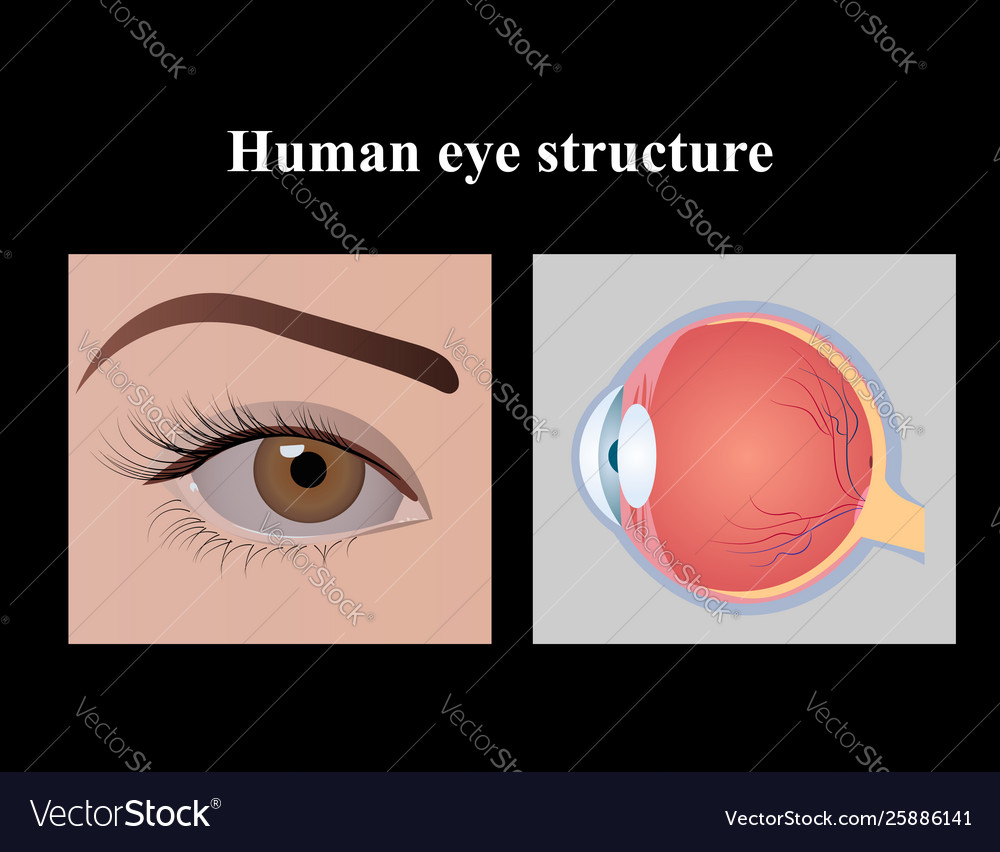 Vision Royalty Free Vector Image - VectorStock