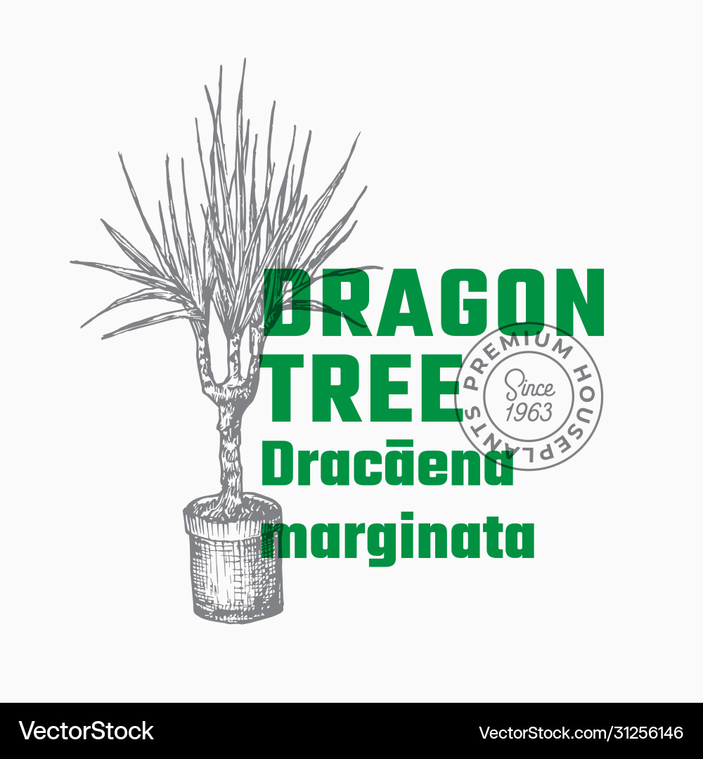 Dragon tree plant abstract sign or label Vector Image