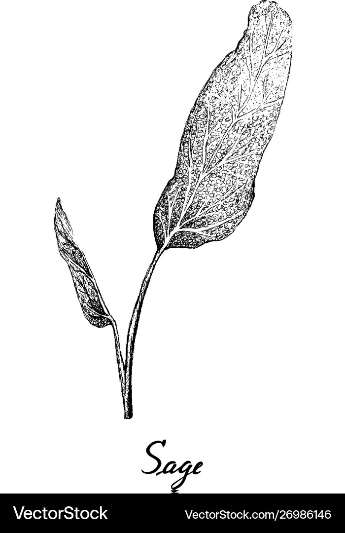 Hand drawn fresh sage plant on white Royalty Free Vector