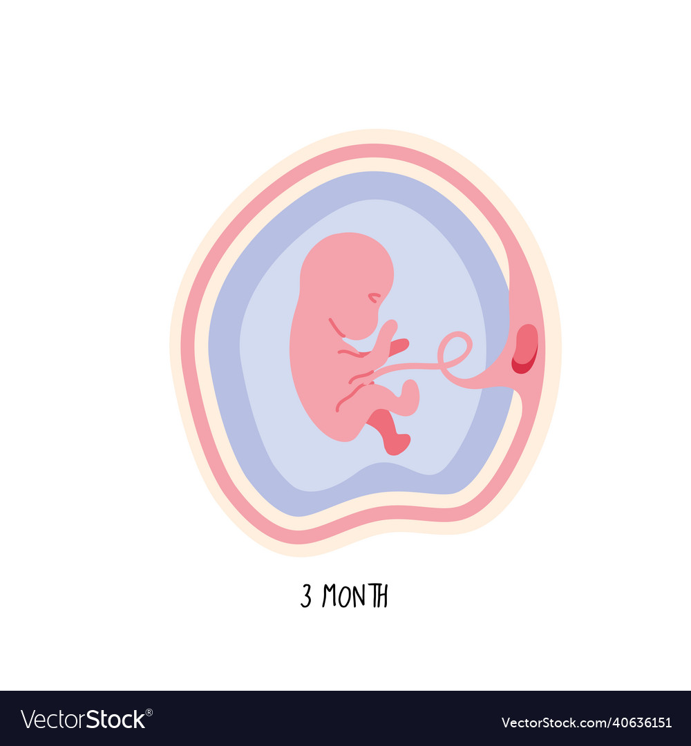 Embryo development third month Royalty Free Vector Image