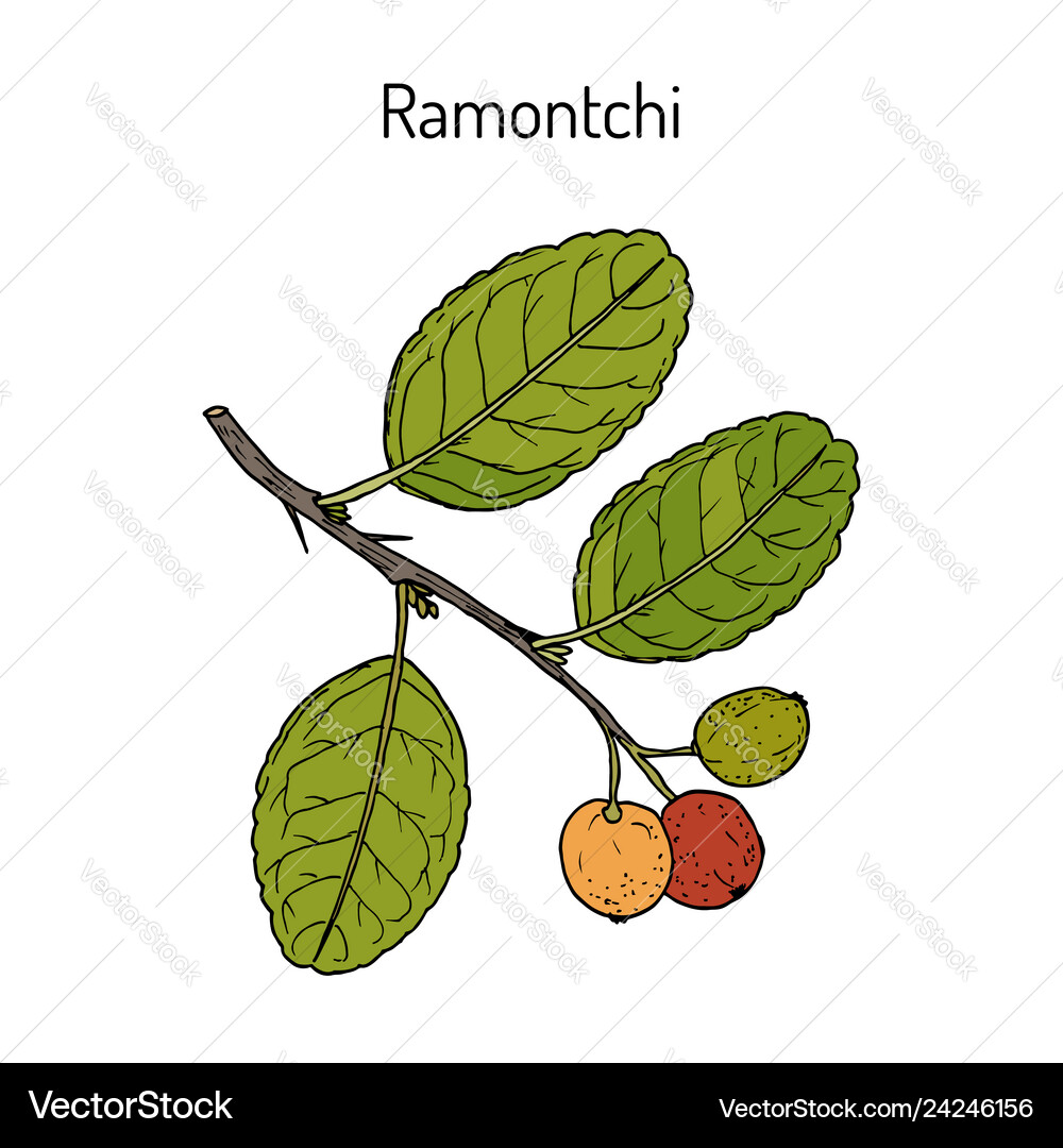 Ramontchi flacourtia indica eatable Royalty Free Vector