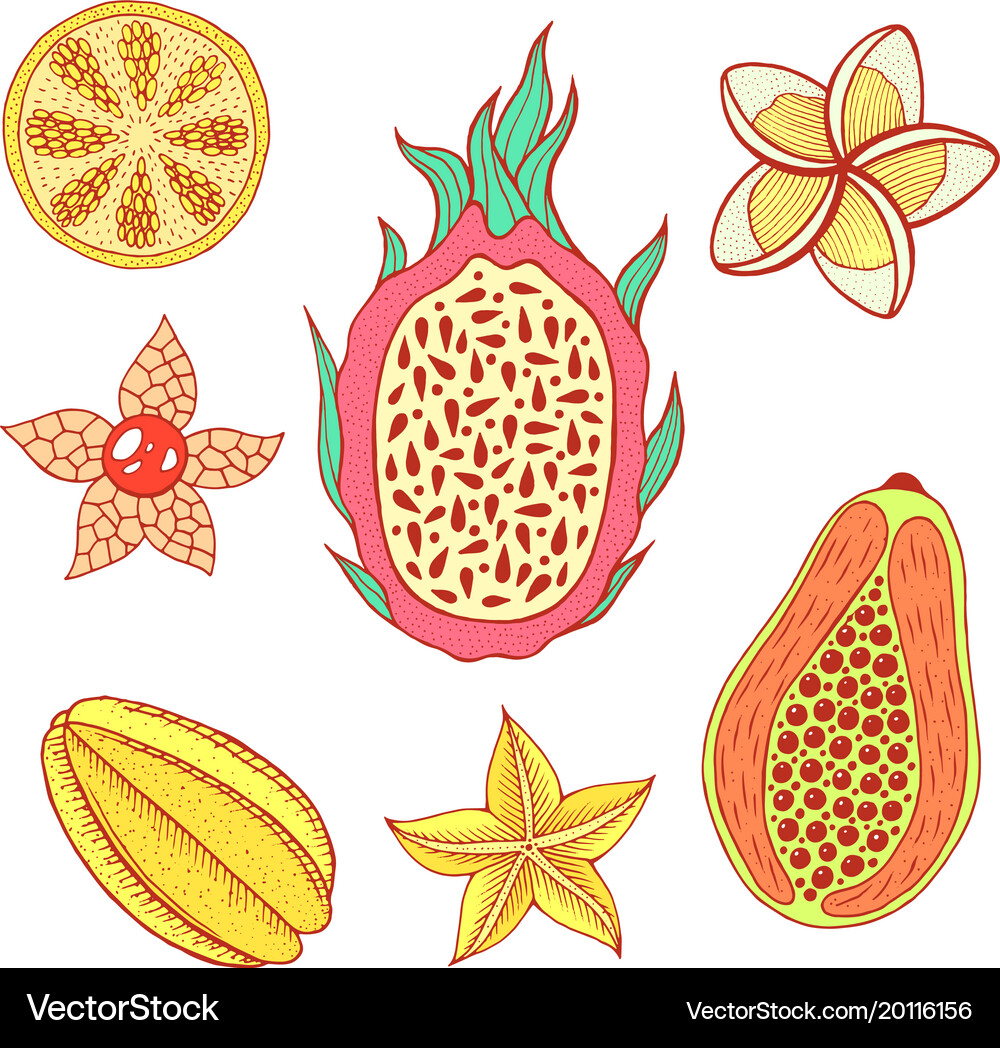 Tropical fruit elements set colorful graphic food Vector Image