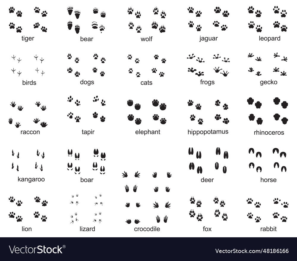 Set of footprints wild animals Royalty Free Vector Image