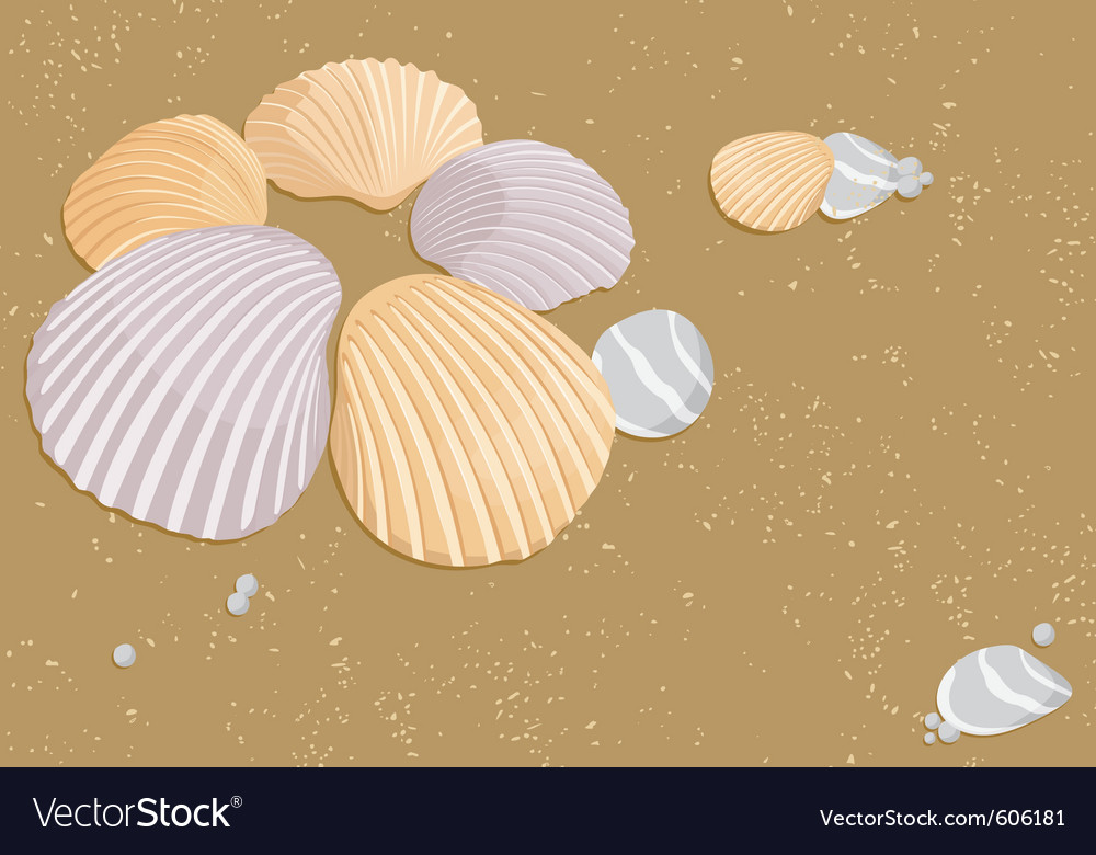 Seashells Royalty Free Vector Image - VectorStock
