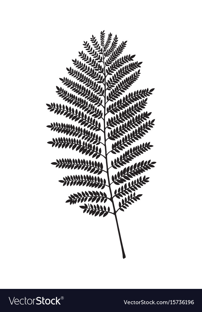 Fern leaf Royalty Free Vector Image - VectorStock