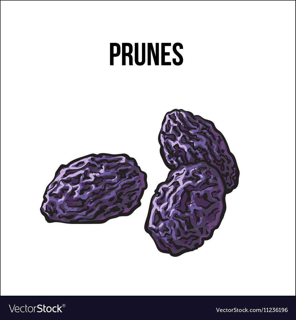 Pile dried prunes sketch style hand drawn Vector Image Pile dried prunes sketch style hand drawn Vector Image