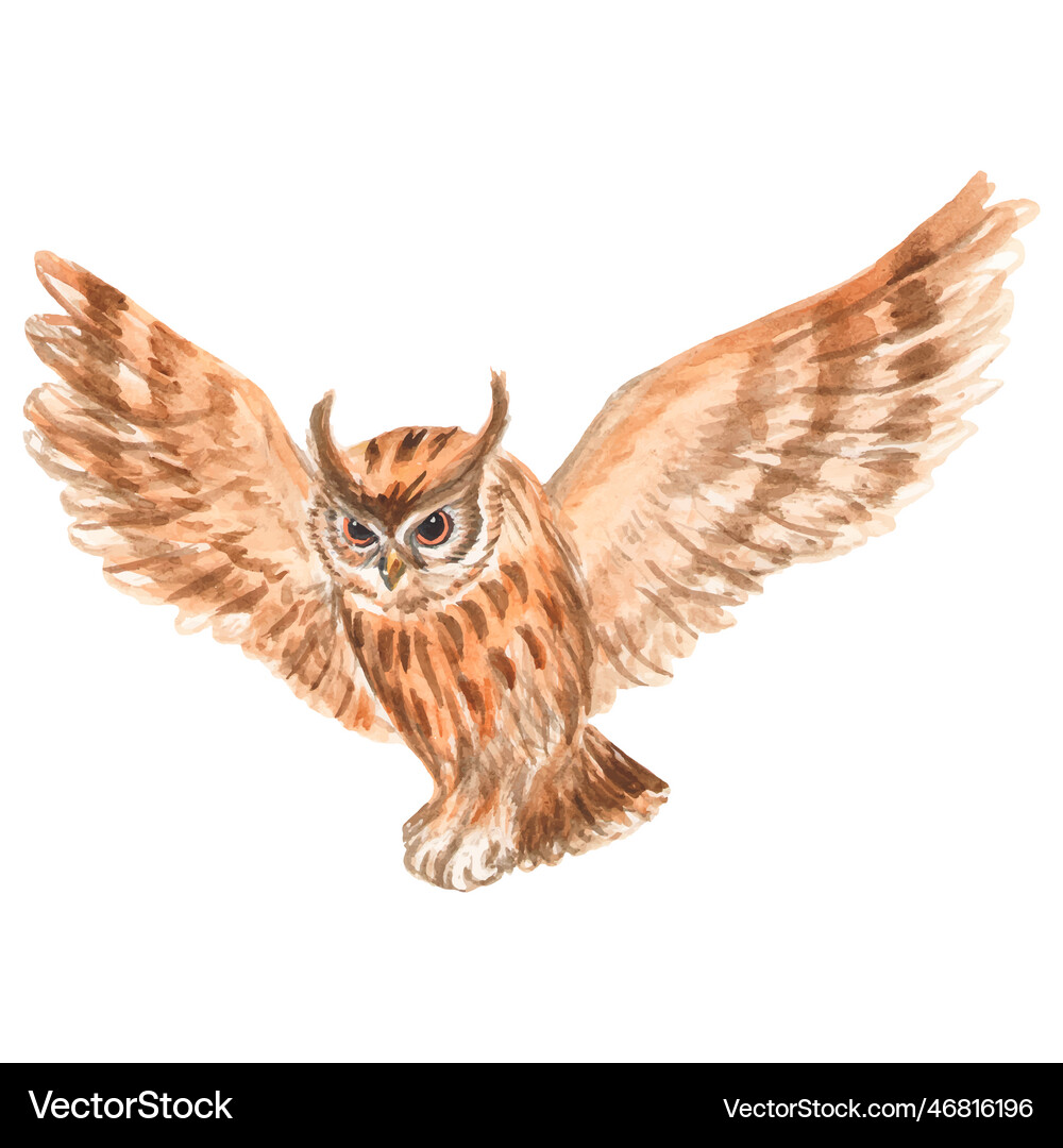 Watercolor owl on a white background Royalty Free Vector