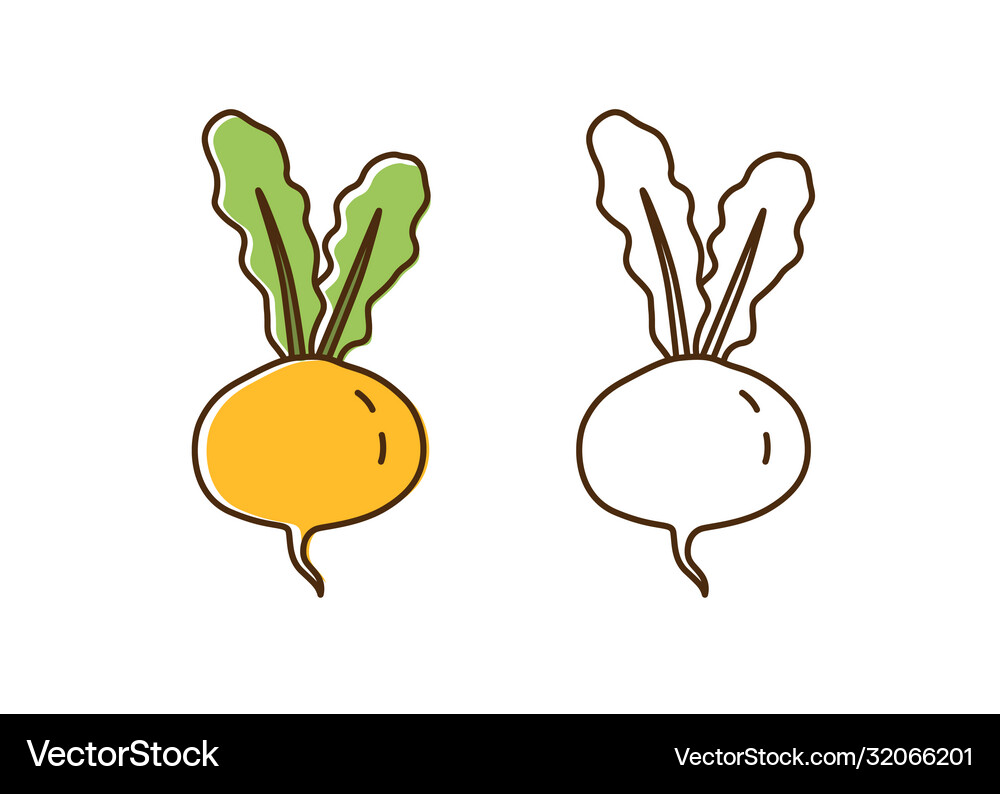 Set colorful and monochrome turnip Royalty Free Vector Image