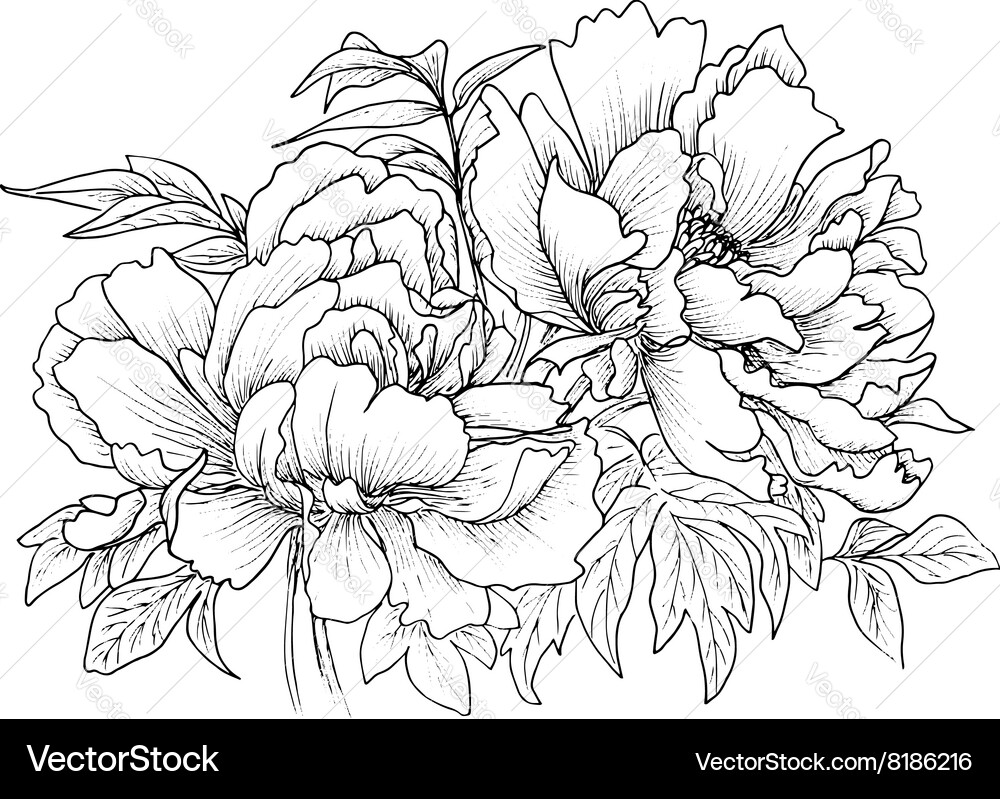 Beautiful hand drawn Royalty Free Vector Image