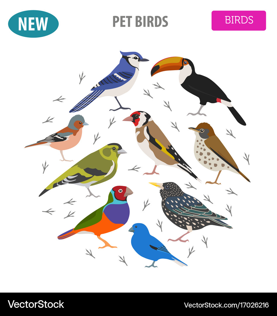 Pet birds collection breeds icon set flat style Vector Image