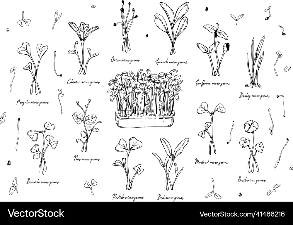 Set of hand drawn micro greens including Vector Image