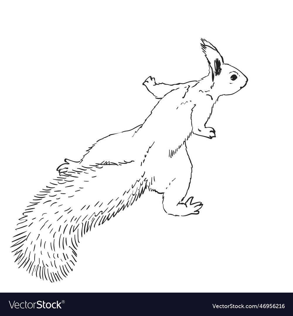 Squirrel Royalty Free Vector Image - VectorStock