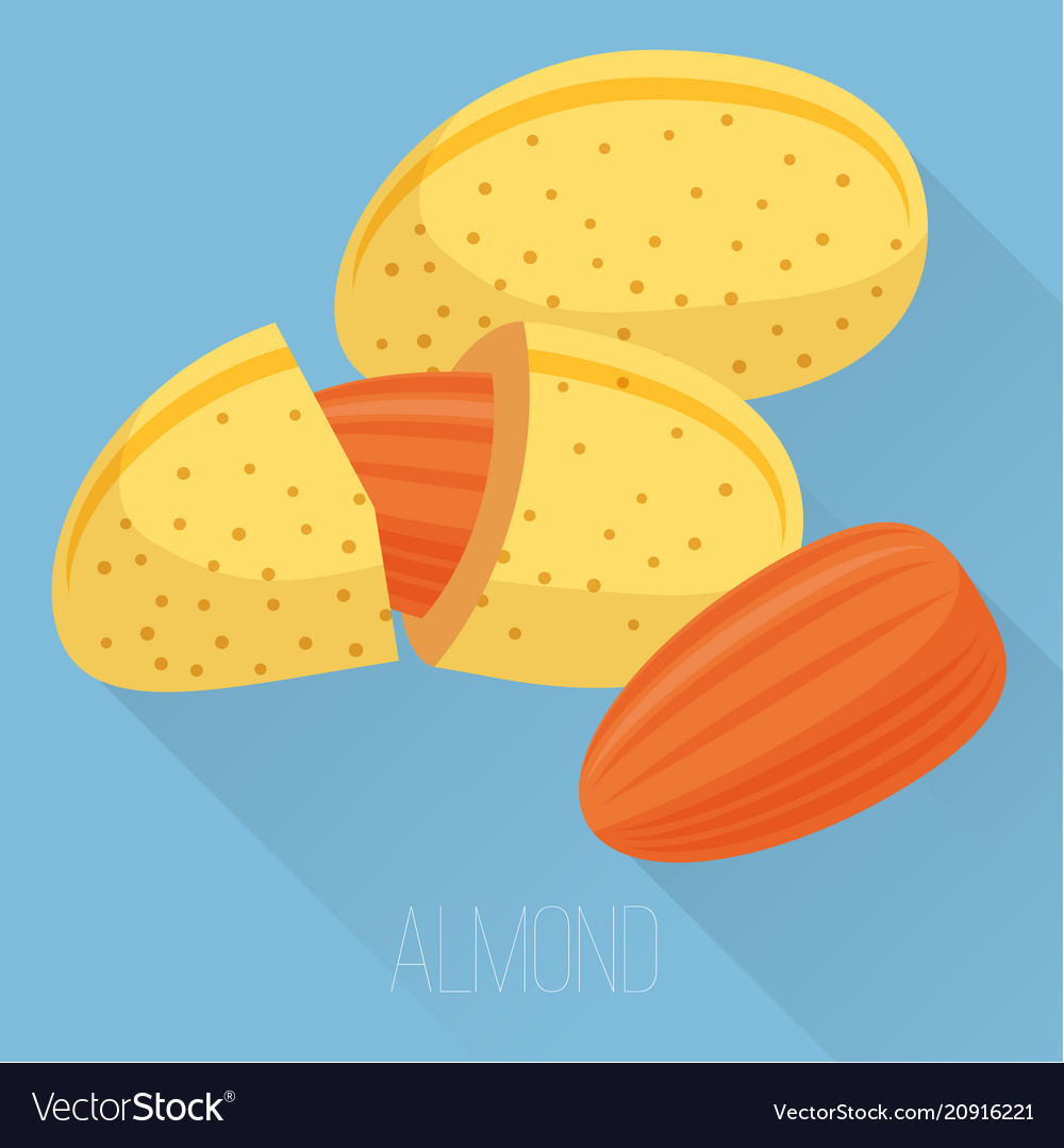 Almond Icon Royalty Free Vector Image Vectorstock