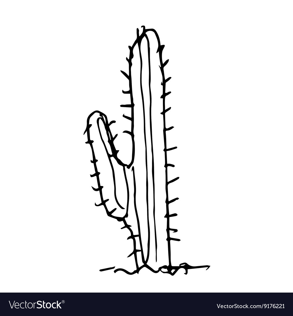 Cactus Royalty Free Vector Image - VectorStock