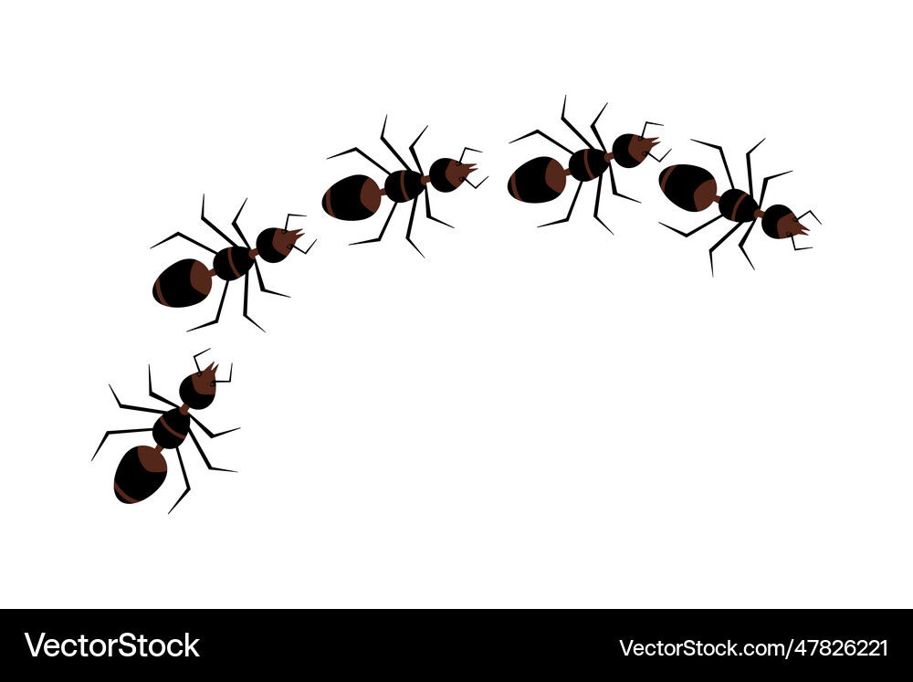 Line of ants isolated on white background Vector Image