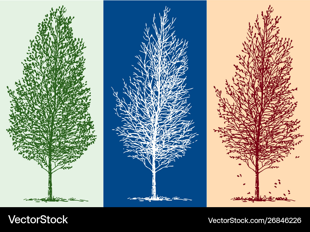 Image silhouettes birch tree in different Vector Image