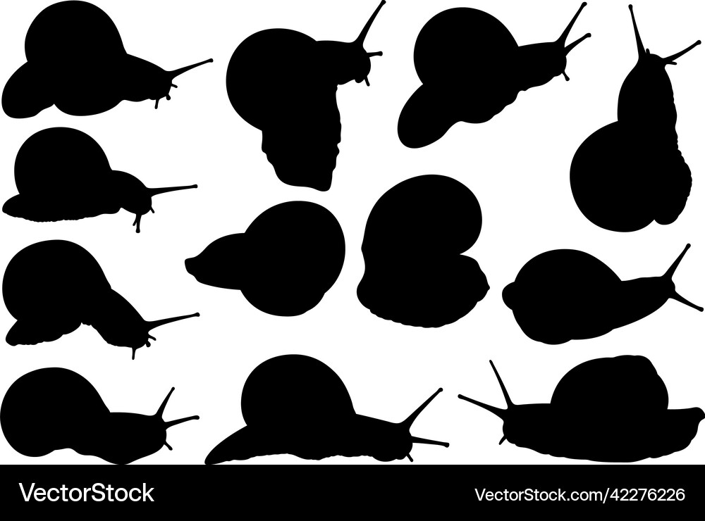 Melci Royalty Free Vector Image - VectorStock