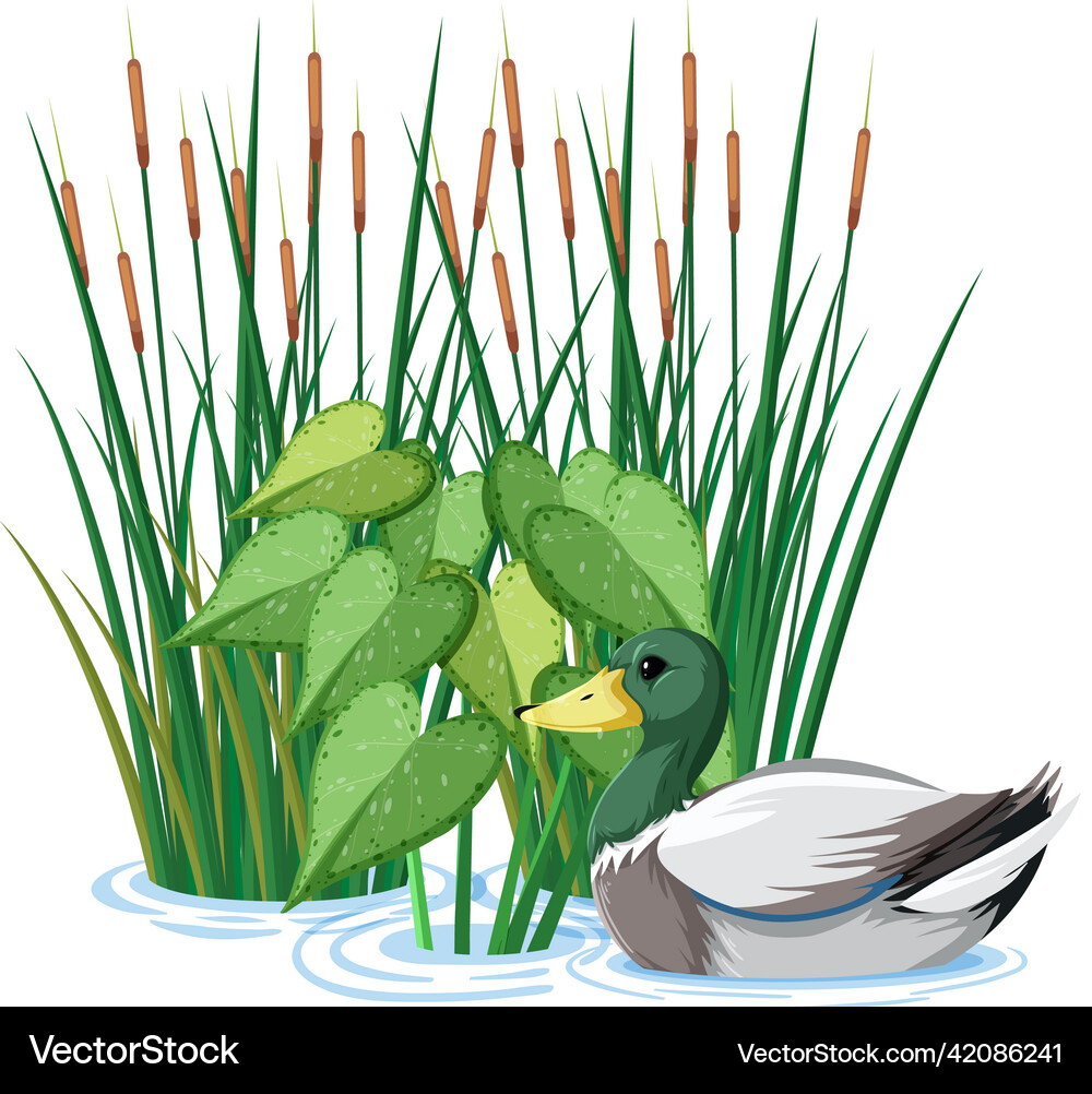 Duck swimming in the pond Royalty Free Vector Image
