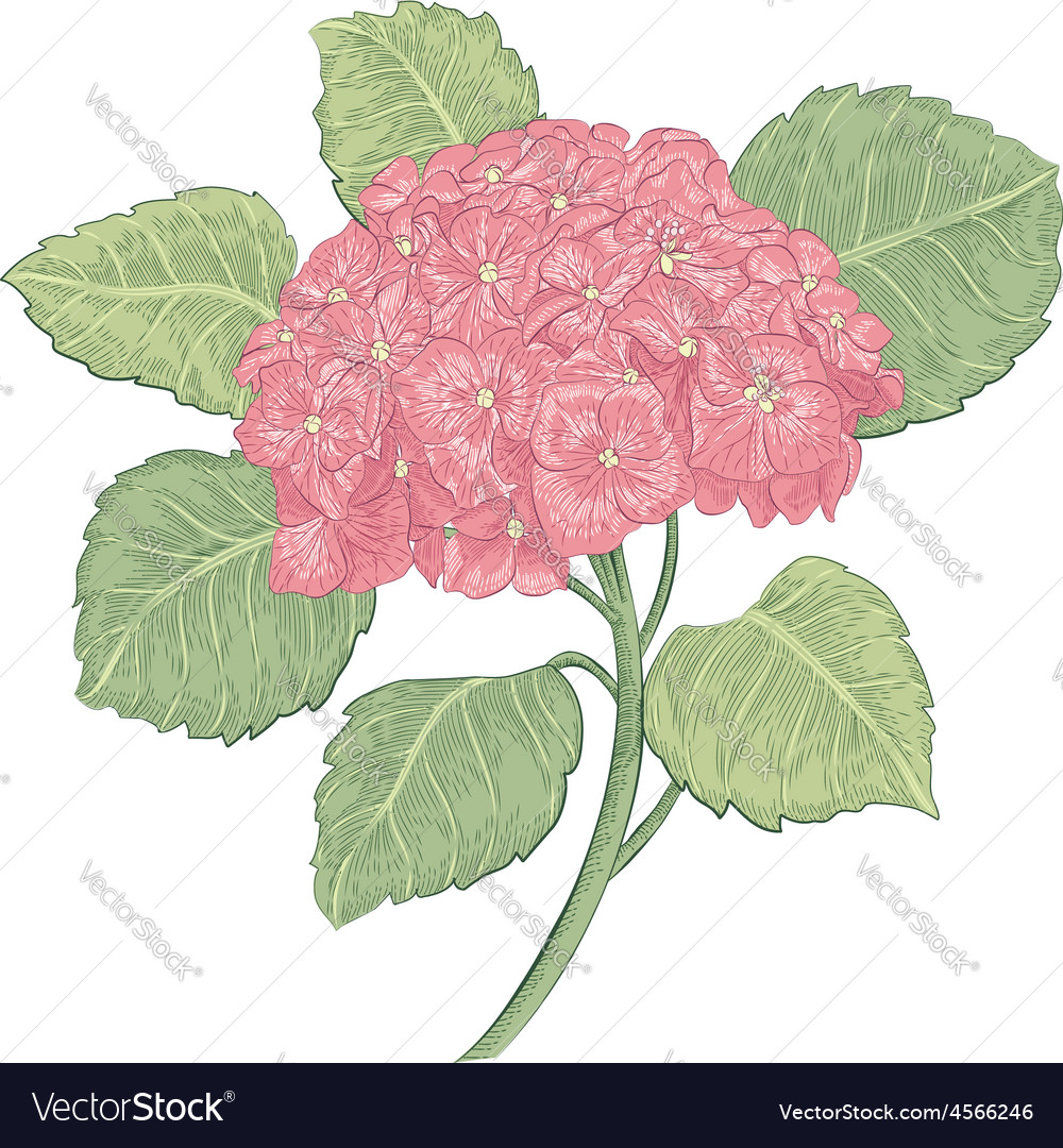 Hydrangea Royalty Free Vector Image - VectorStock