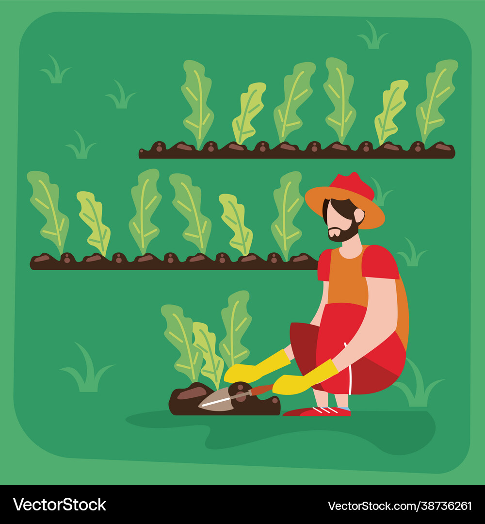 Male farmer planting Royalty Free Vector Image