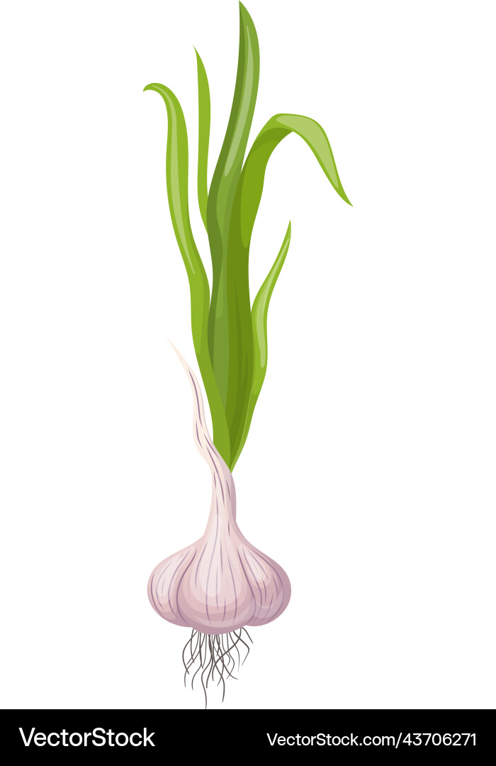 Garlic bulb green stalk cartoon Royalty Free Vector Image