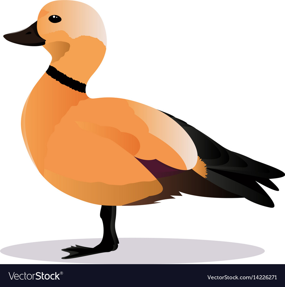 Ogar bird Royalty Free Vector Image - VectorStock