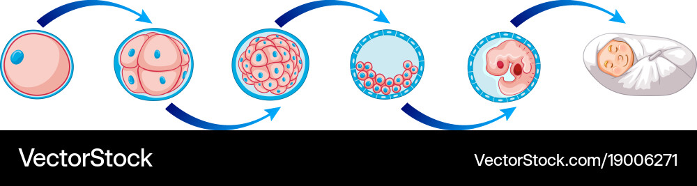 Sciene diagram showing how child is born Vector Image