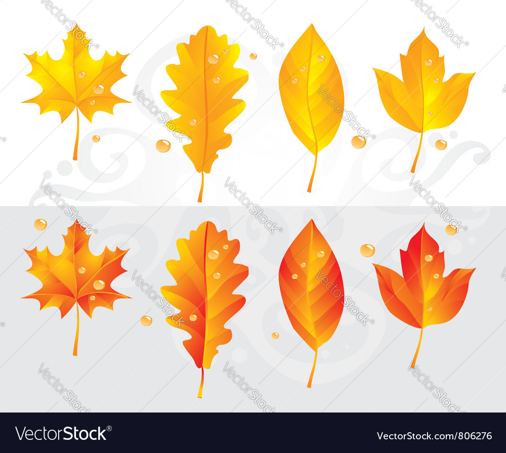 Autumn leaf Royalty Free Vector Image - VectorStock