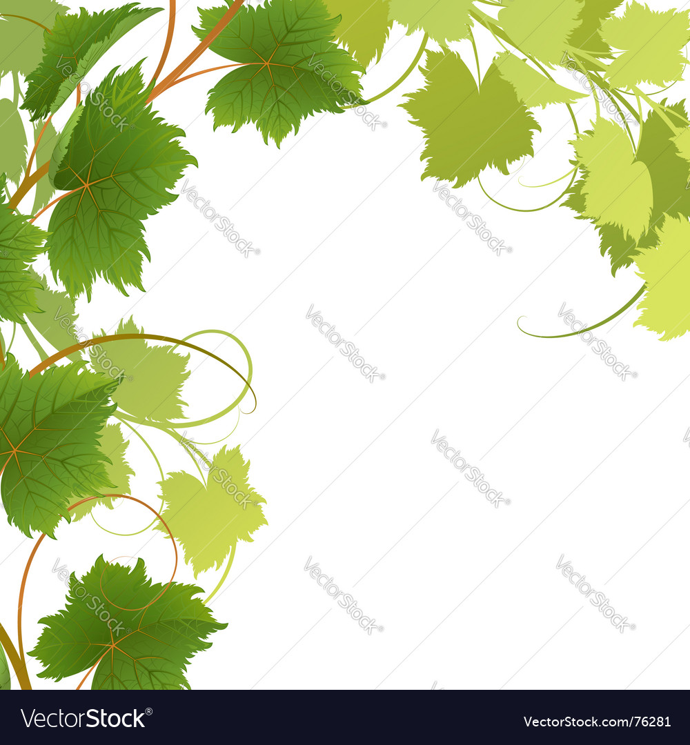 Vine Royalty Free Vector Image - VectorStock