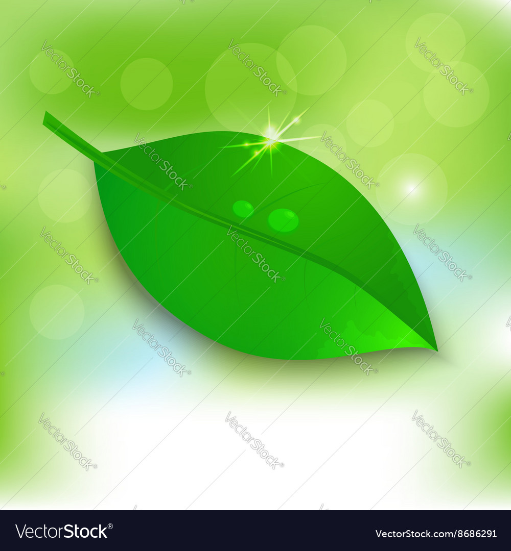 Fresh background leaf Royalty Free Vector Image