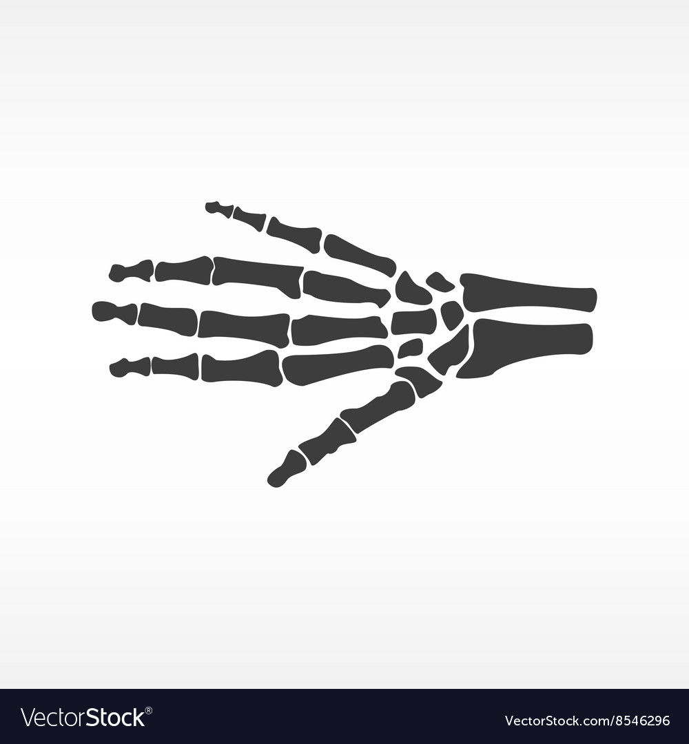 Hand bones Royalty Free Vector Image - VectorStock