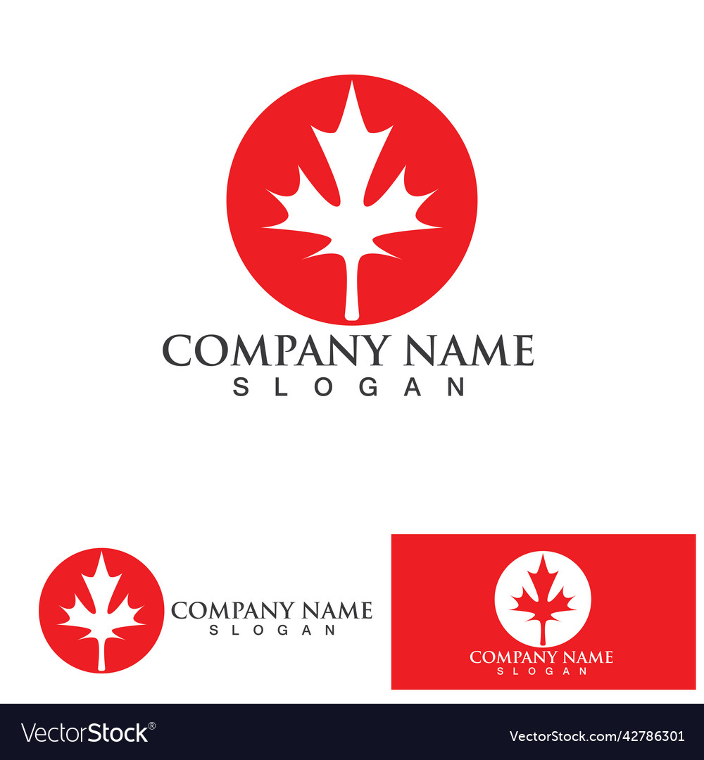 Maple leaf logo design template Royalty Free Vector Image