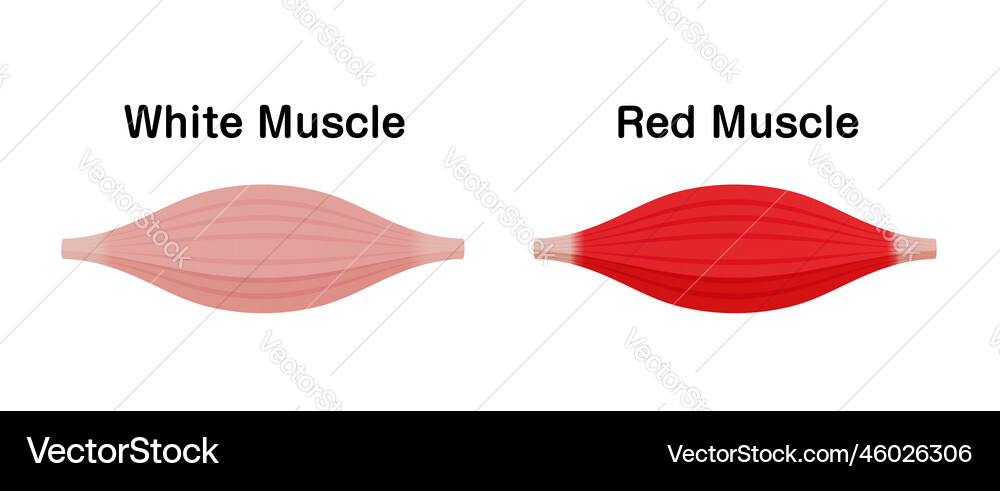 Difference between white muscle and red muscle Vector Image