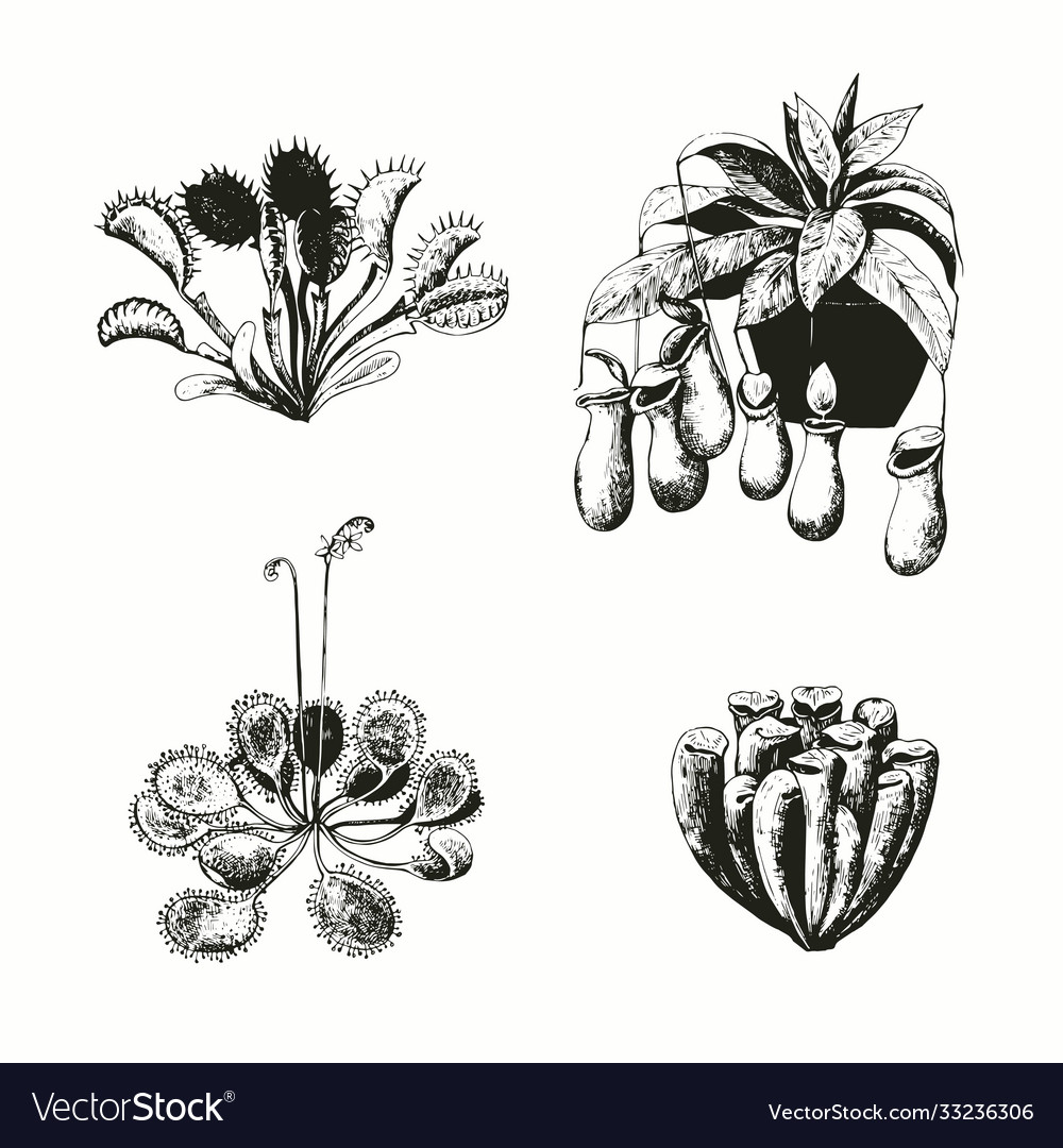 Set carnivorous plants Royalty Free Vector Image Set carnivorous plants Royalty Free Vector Image