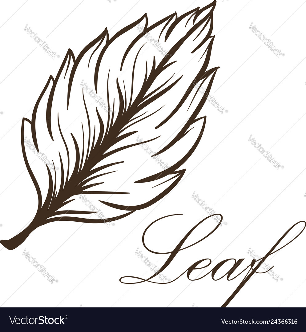 Leaf Royalty Free Vector Image - VectorStock