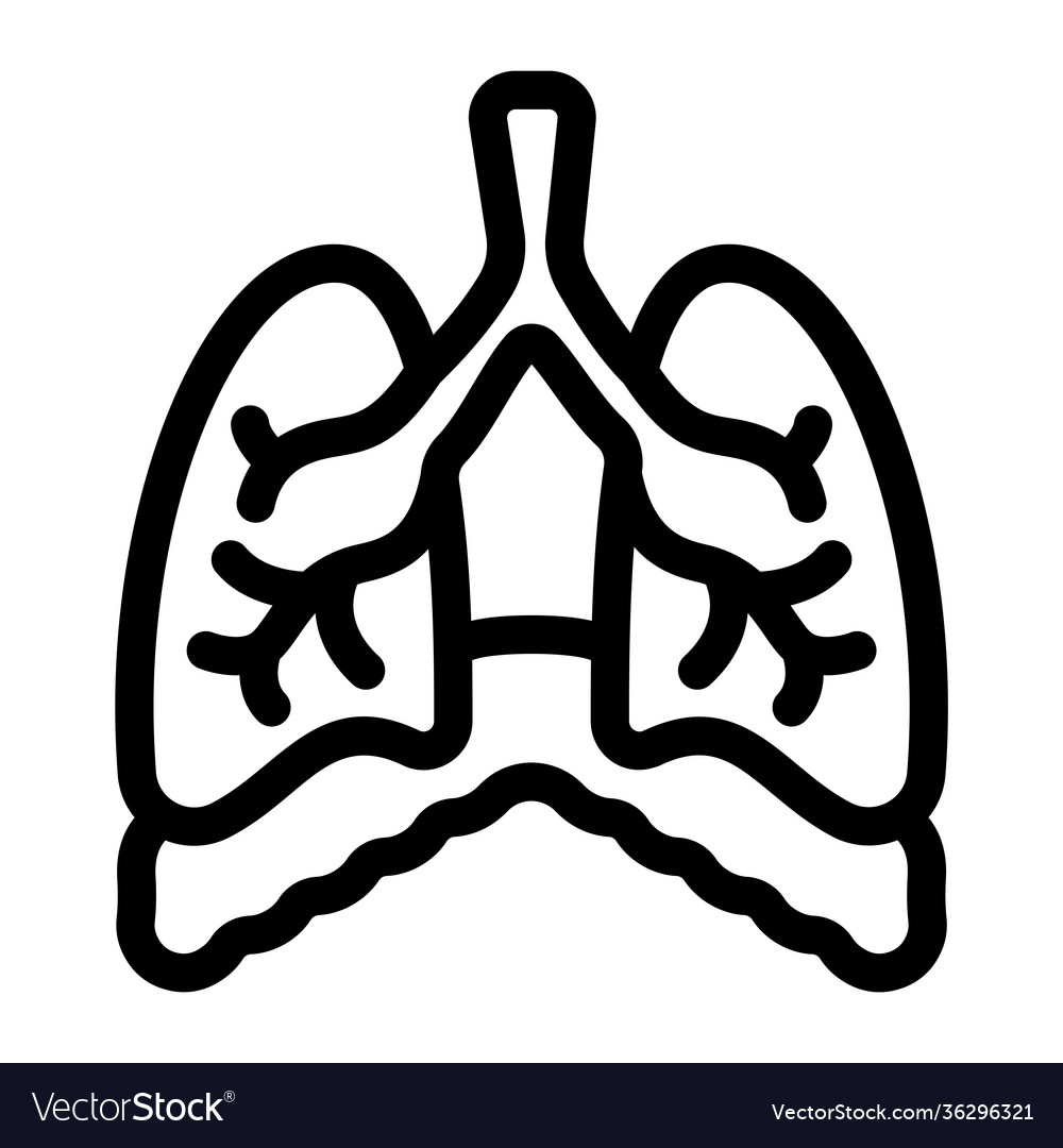 Human diaphragm Royalty Free Vector Image - VectorStock