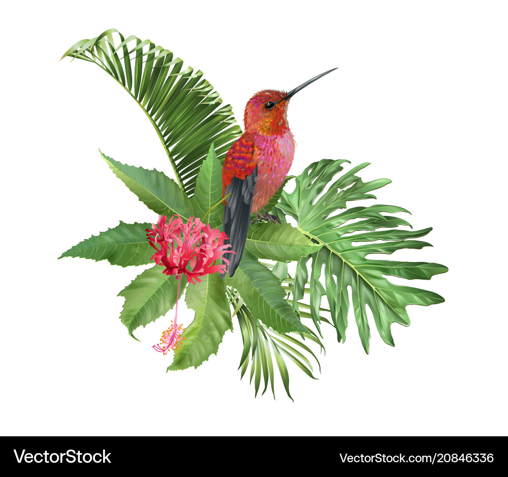 Hummingbird tropic arrangement Royalty Free Vector Image