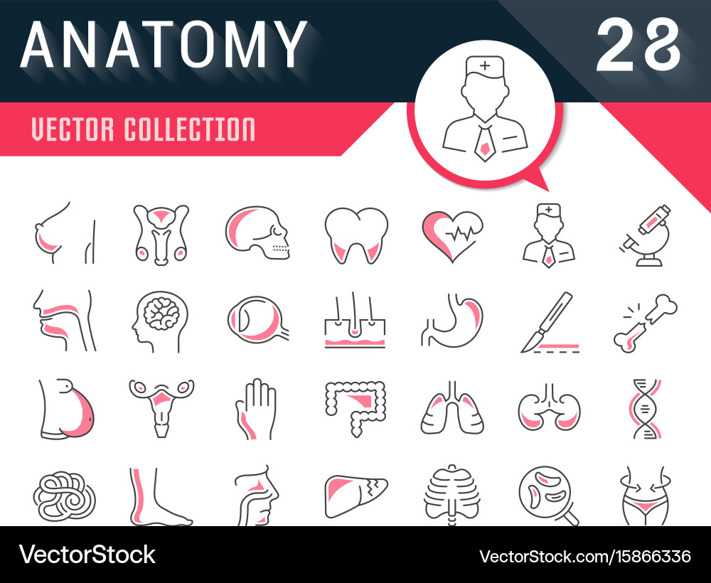 Set flat line icons anatomy Royalty Free Vector Image