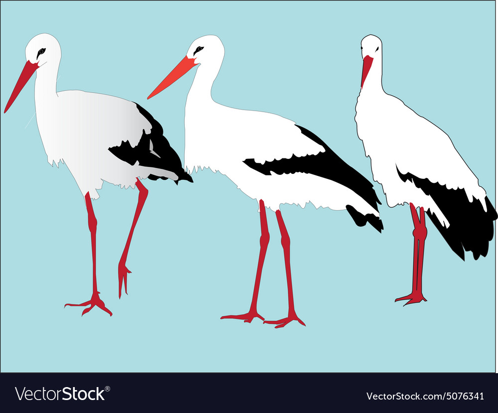 Storks collection Royalty Free Vector Image - VectorStock