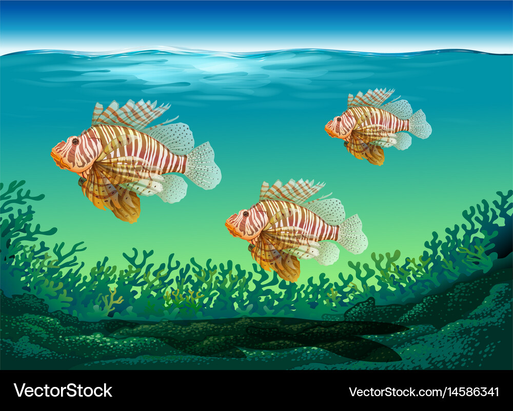Underwater scene with three fish swimming Vector Image