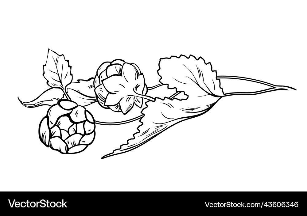 Black outline hand drawn fresh humulus lupulus Vector Image
