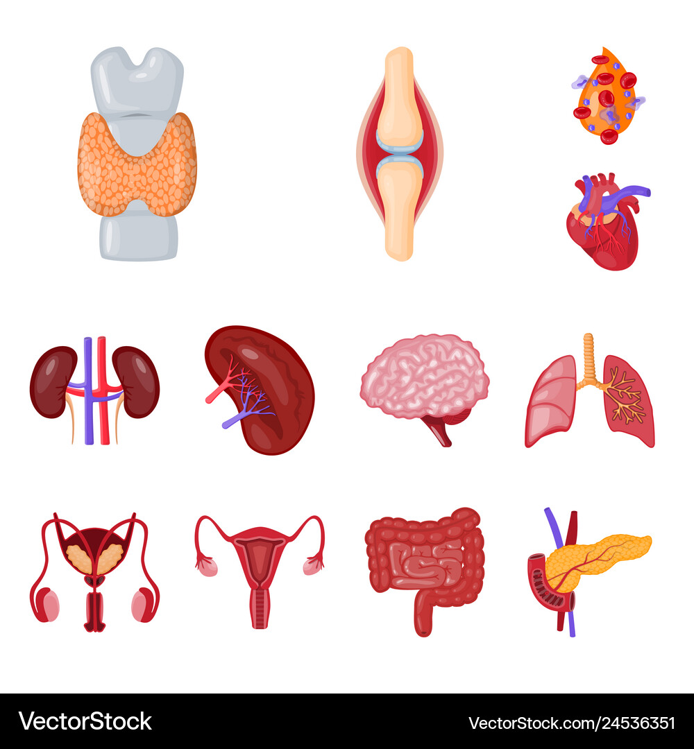 Anatomy and organ symbol Royalty Free Vector Image