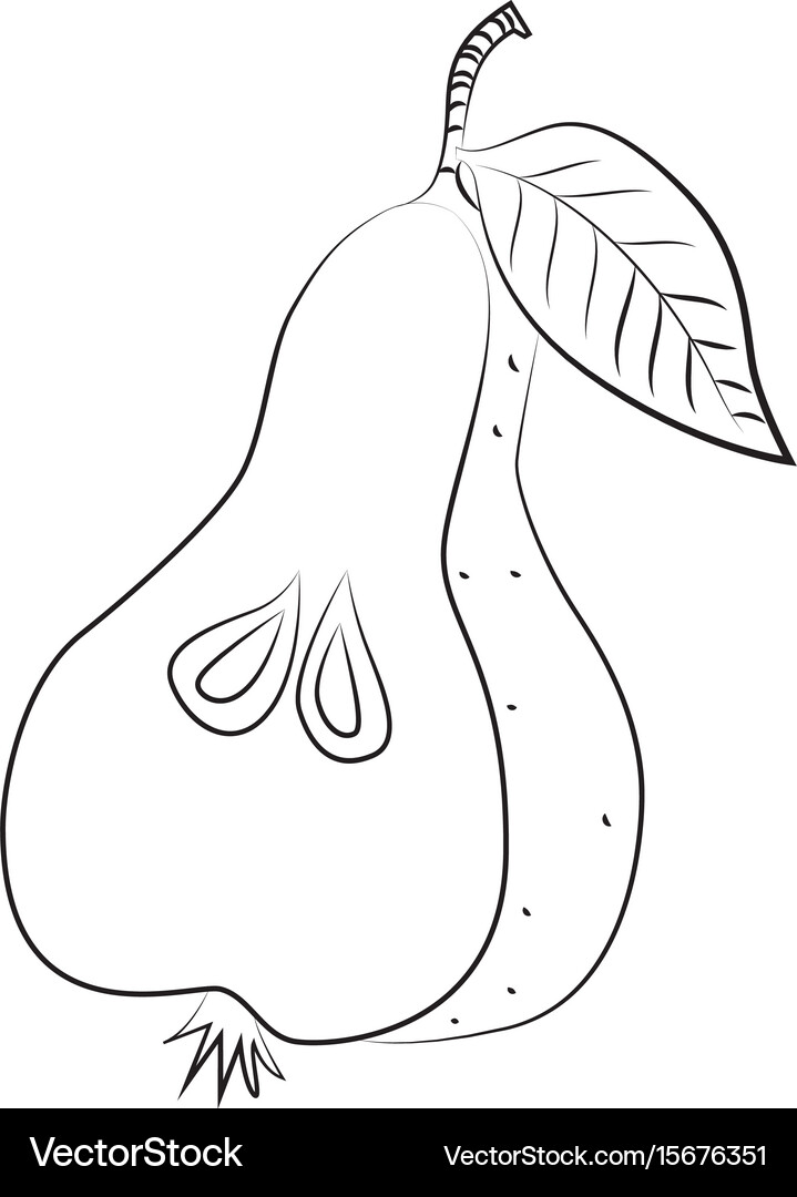 Cartoon image of half pear Royalty Free Vector Image