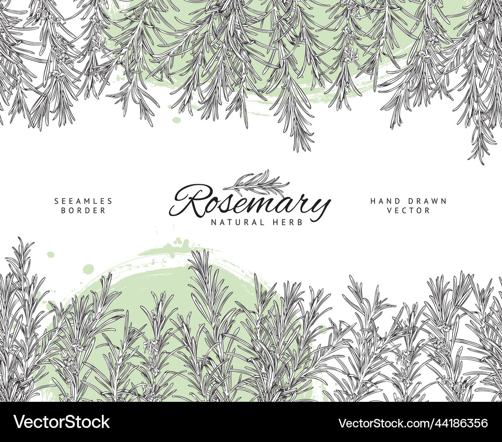 Rosemary seamless hand drawn border decorative Vector Image